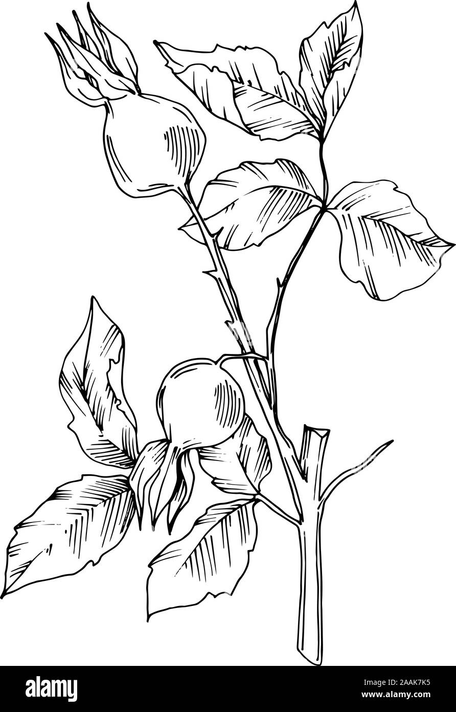 Rose hip branch with fruit botanical foliage. Black and white engraved ...