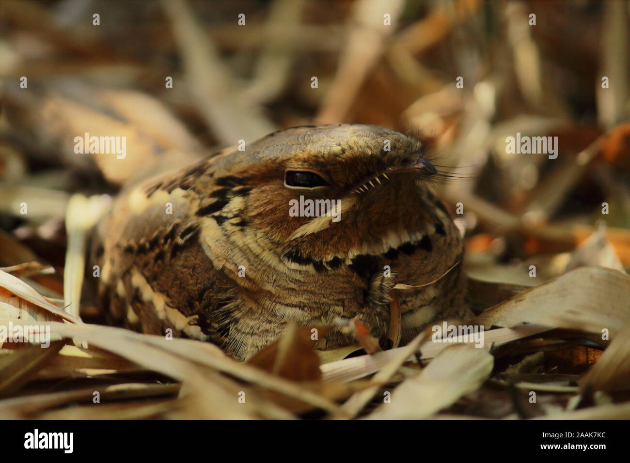 large tailed nightjar (caprimulgus macrurus) sitting on forest ground ...
