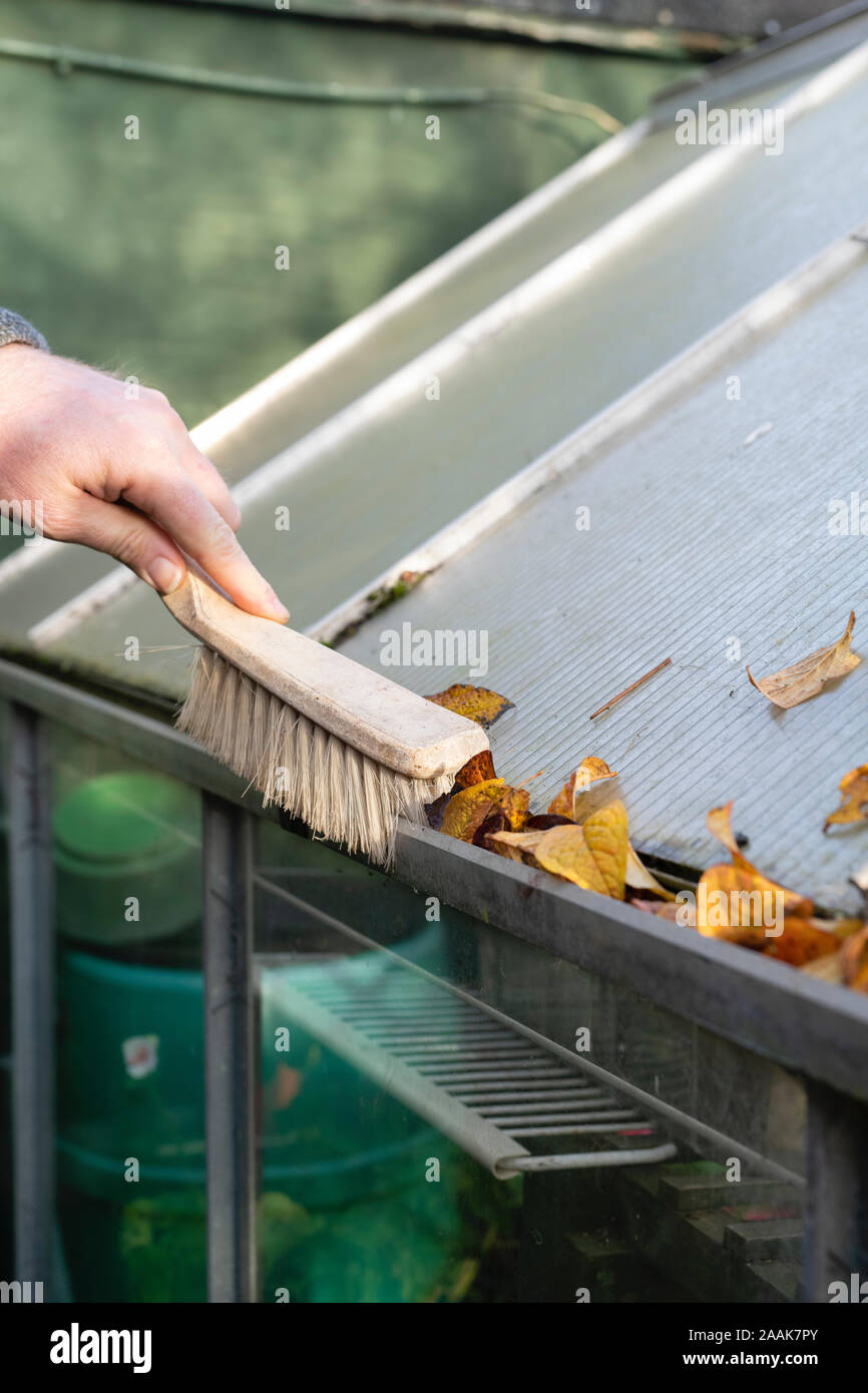 Gardener clearing tree leaves with a brush out of a greenhouse ...