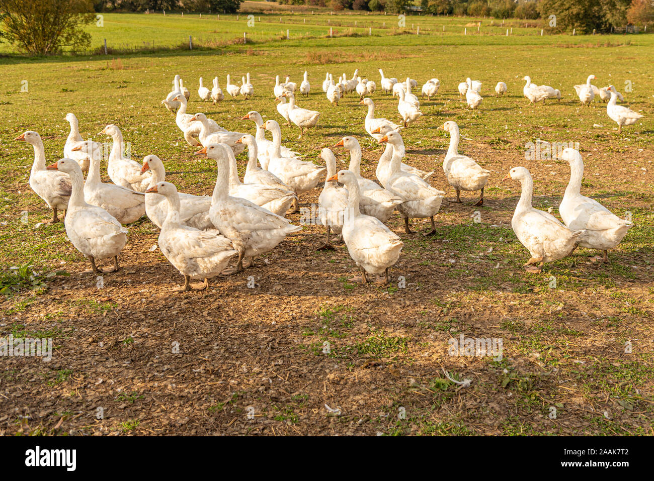 A lot of white fattening geese on a meadow Stock Photo - Alamy