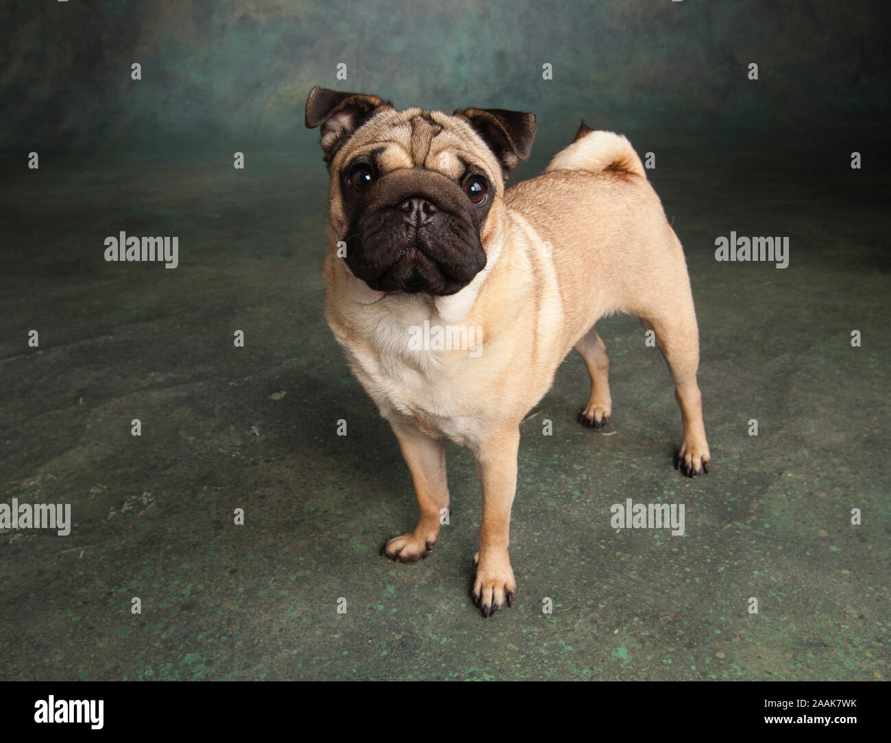 Studio portrait of Pug Stock Photo - Alamy