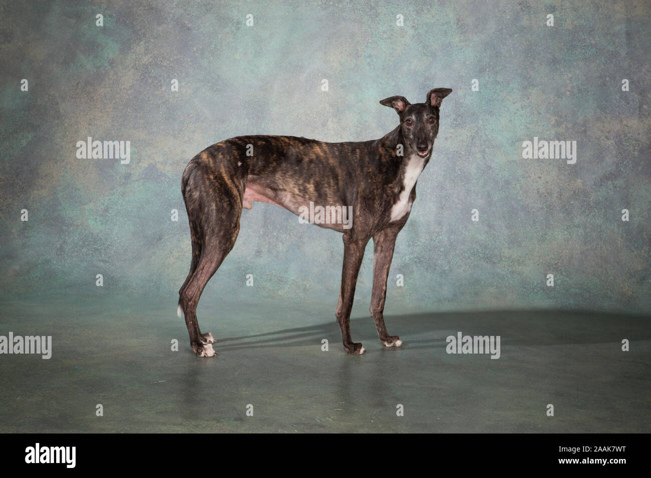 Greyhound hi-res stock photography and images - Alamy