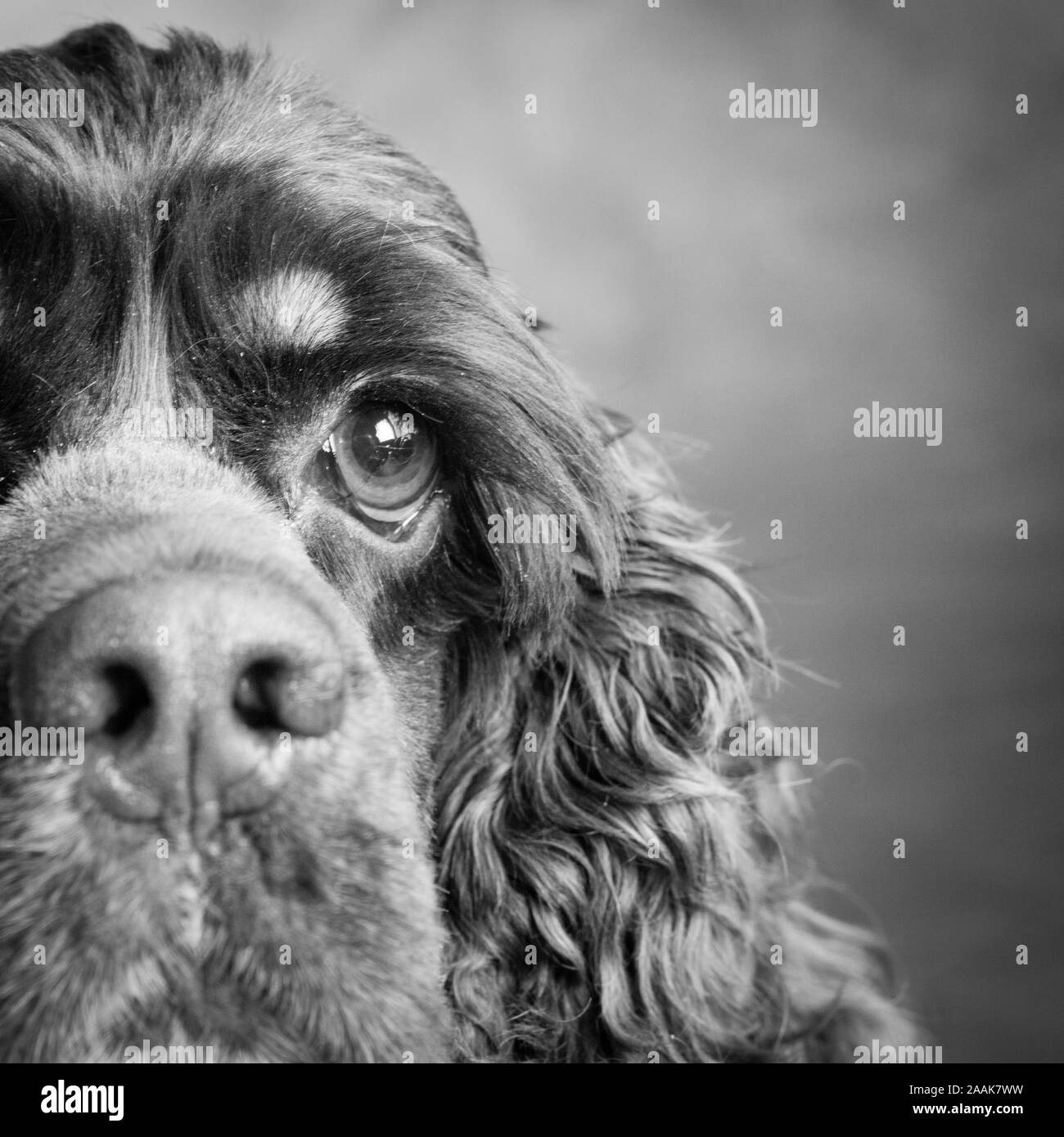 Portrait of Cocker Spaniel Stock Photo - Alamy