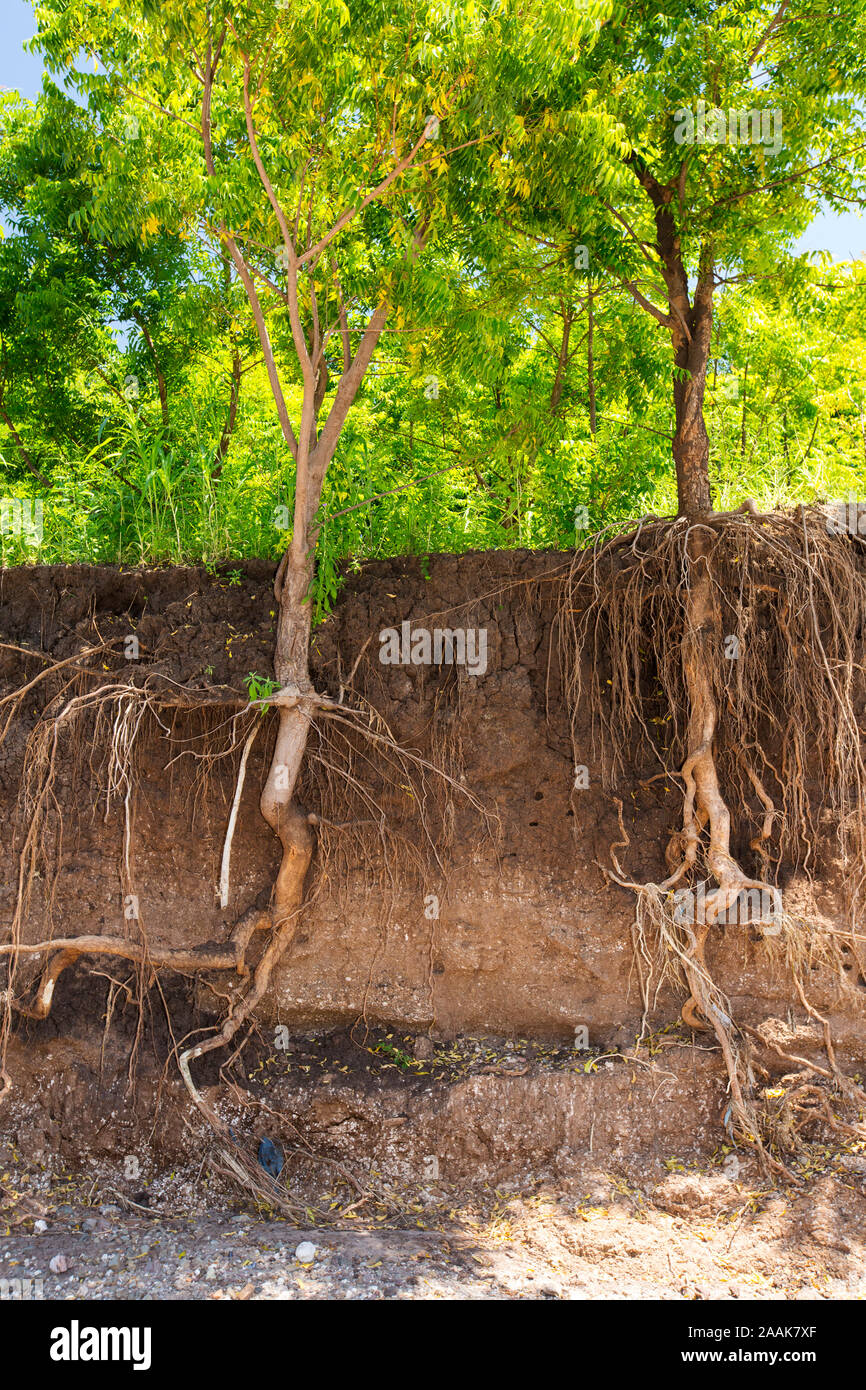Dissection Tree roots left exposed as the river bank was washed away ...