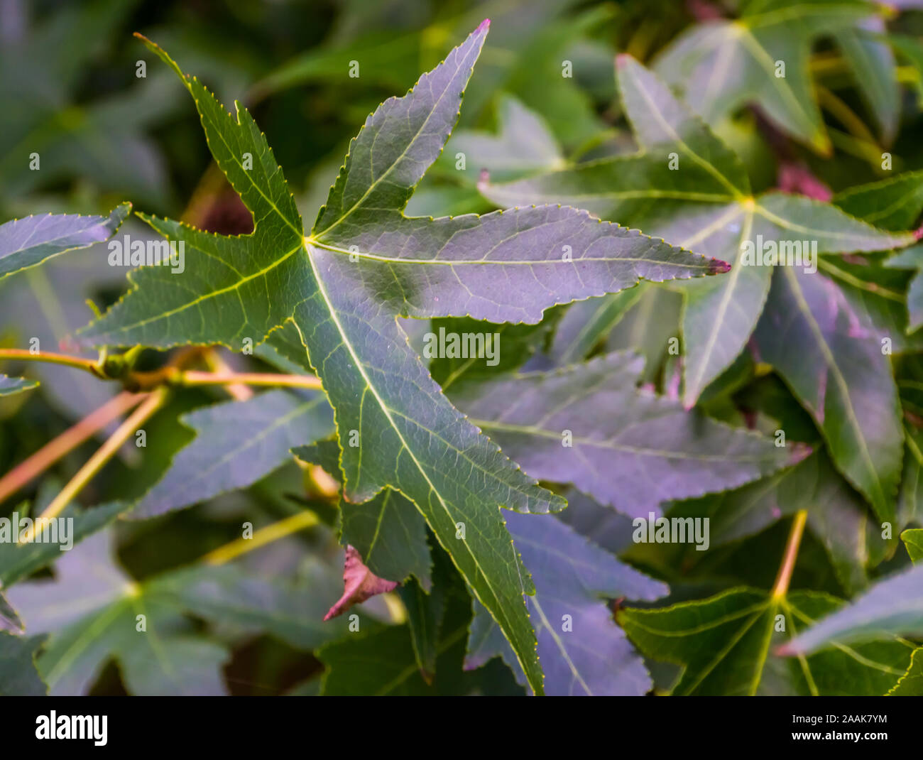 closeup of the leaves of a american sweetgum tree during summer season ...