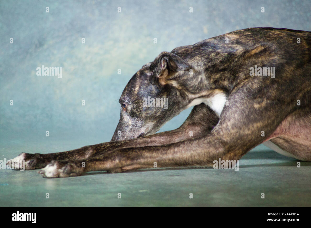 Portrait of Greyhound Stock Photo - Alamy