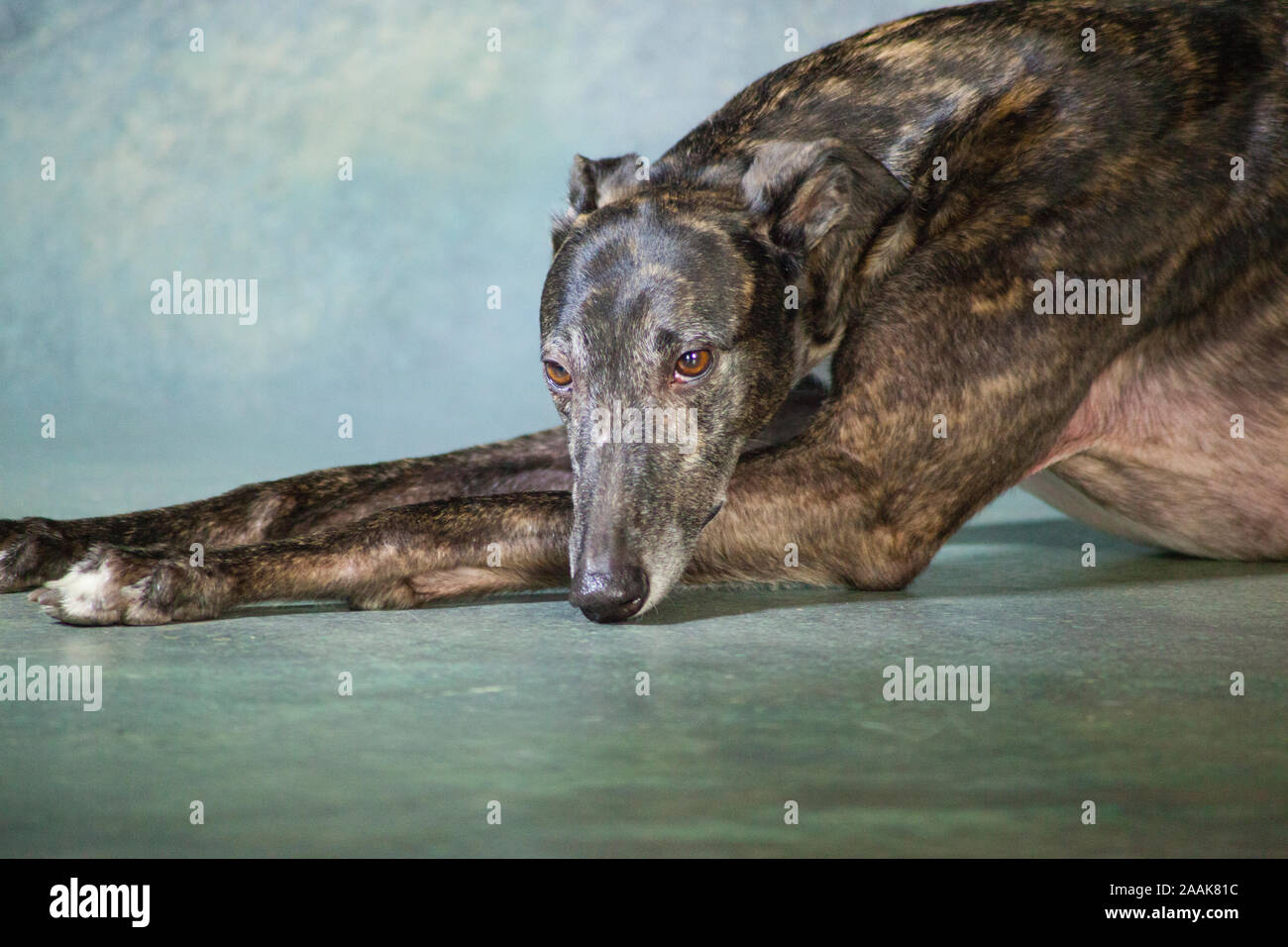 Portrait of Greyhound Stock Photo - Alamy