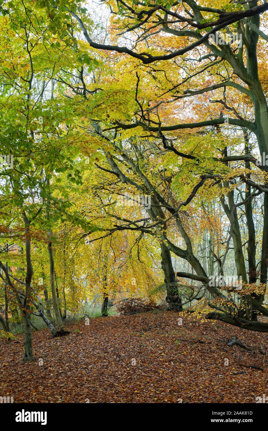 Fagus sylvatica beech trees autumn hi-res stock photography and images ...