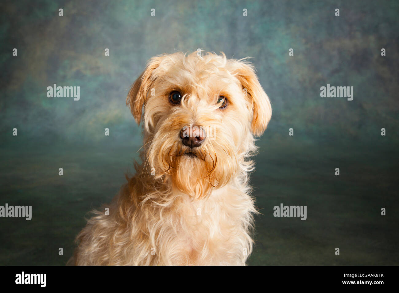 Portrait of Terrier mix dog Stock Photo - Alamy