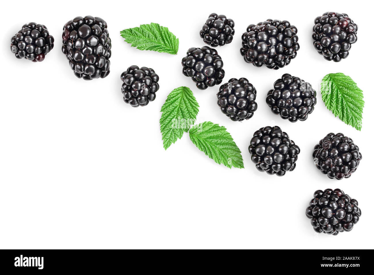blackberry with leaf isolated on a white background. With copy space ...