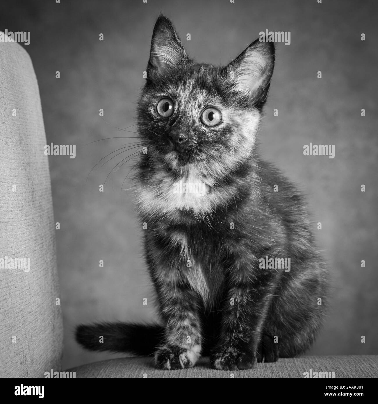 Portrait of Tortoiseshell Cat Stock Photo - Alamy