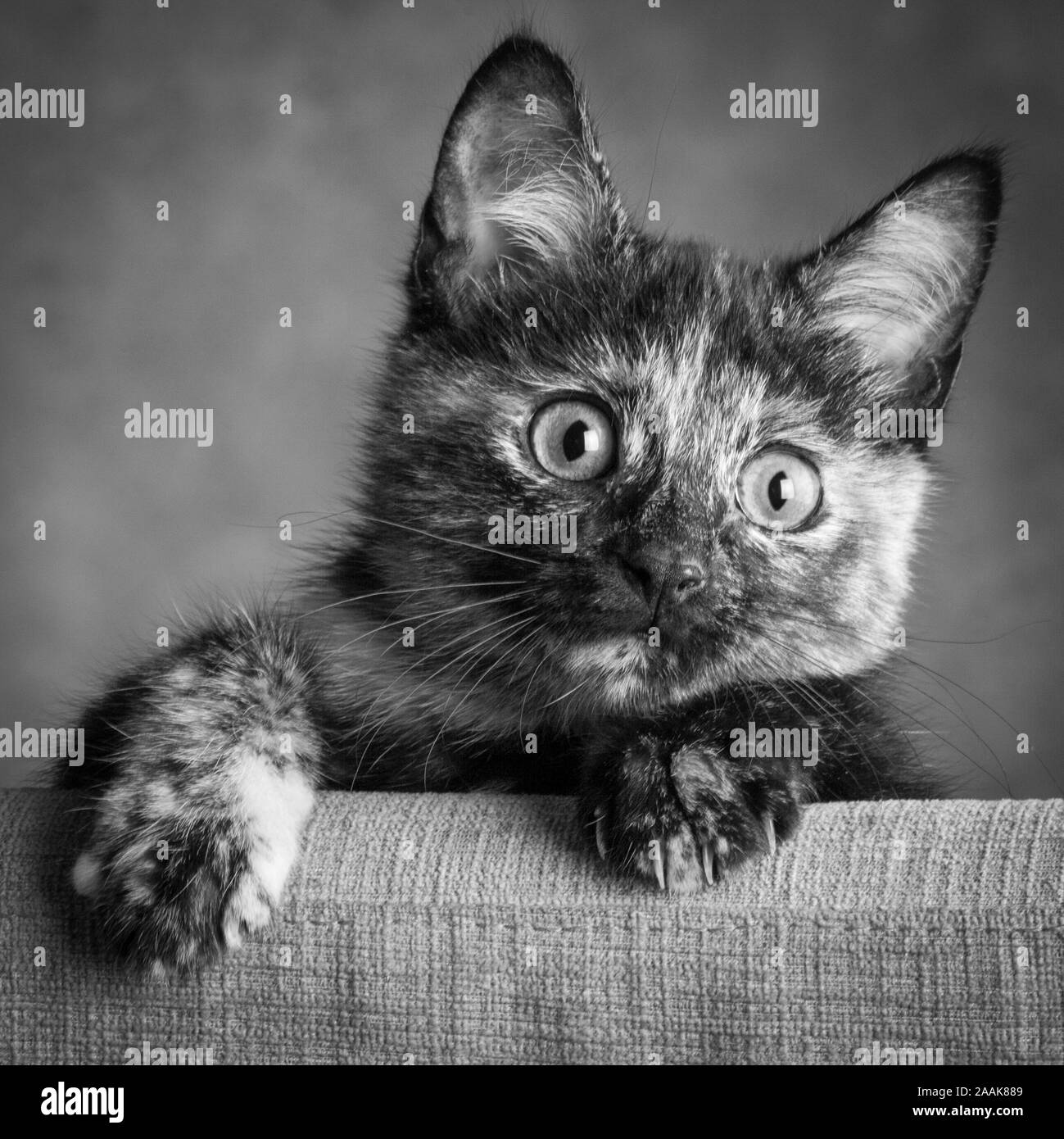 Tortoiseshell and white cat hi-res stock photography and images - Alamy