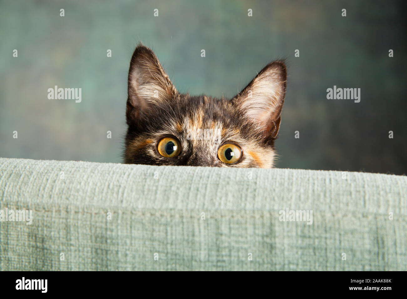 Tortoiseshell hi-res stock photography and images - Alamy