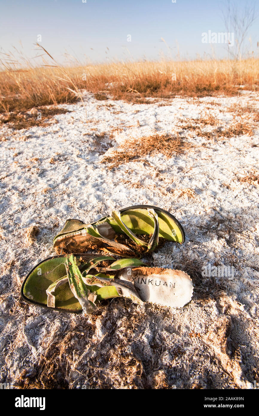 Hong hai zai hi-res stock photography and images - Alamy