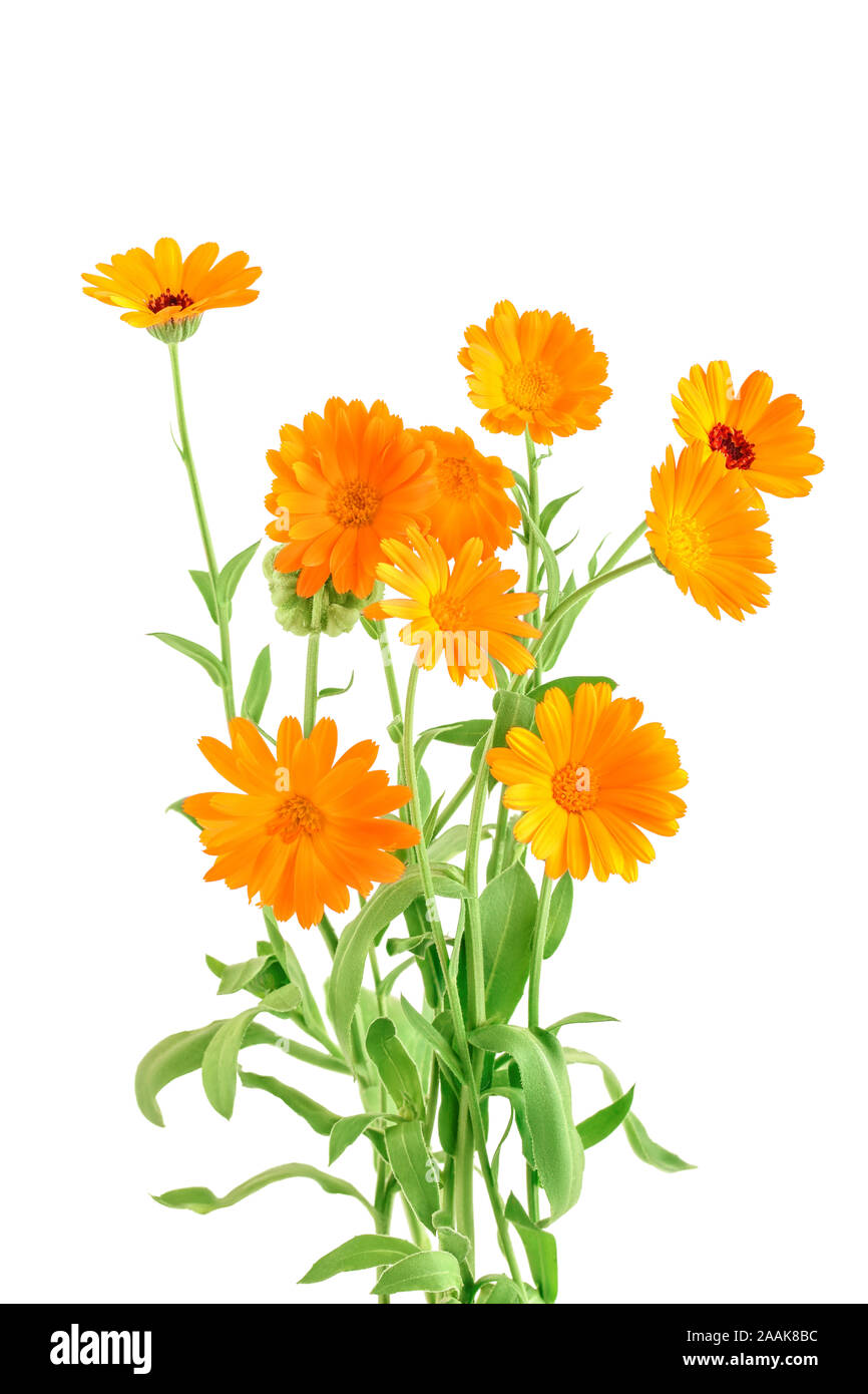 bouquet of orange Calendula flowers Isolated on white background Stock ...