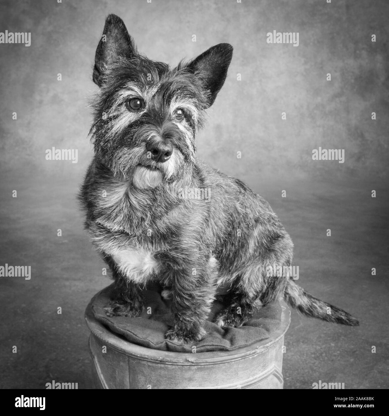 Terrier mix hi-res stock photography and images - Alamy