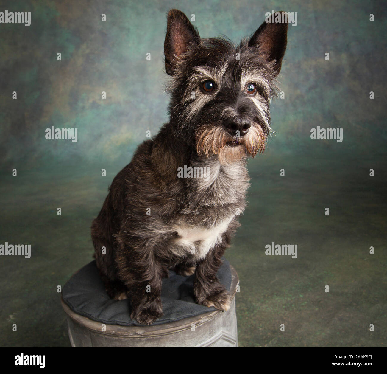 Terrier mix hi-res stock photography and images - Alamy