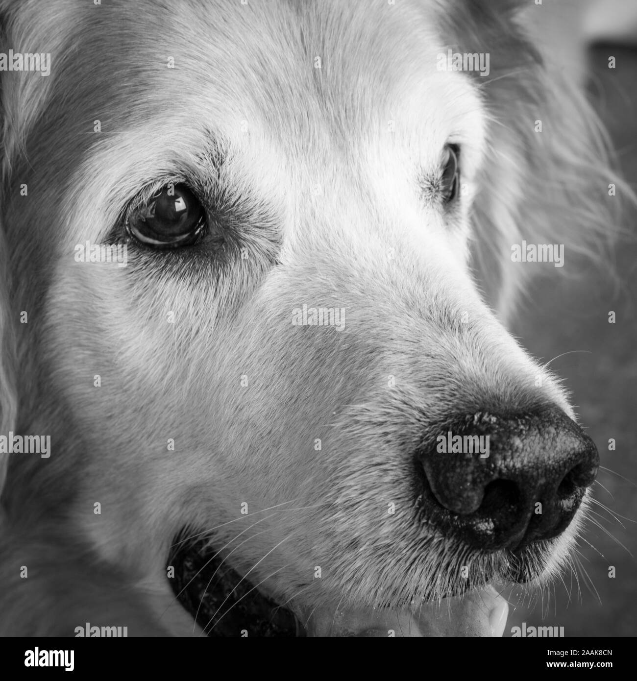 Portrait of Golden Retriever Stock Photo - Alamy
