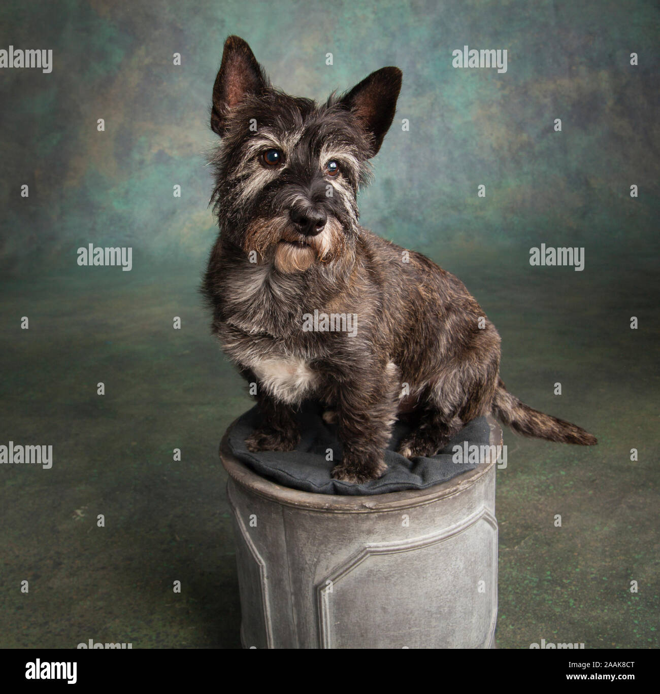 Terrier mix hi-res stock photography and images - Alamy
