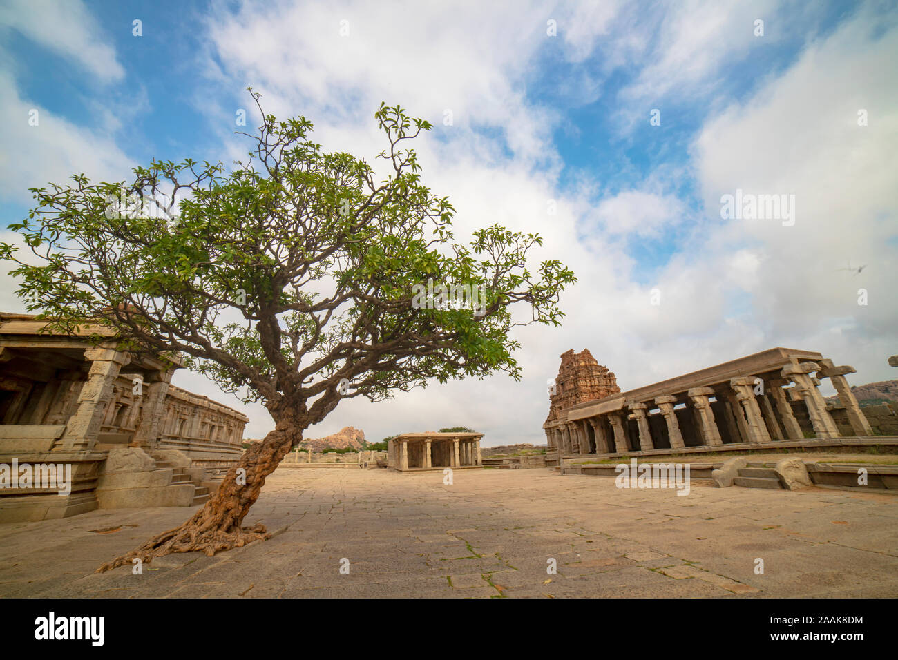 Champa Tree High Resolution Stock Photography and Images - Alamy