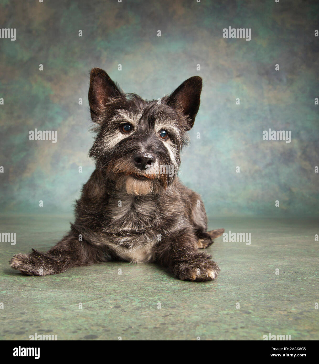 Studio portrait of Terrier Stock Photo - Alamy