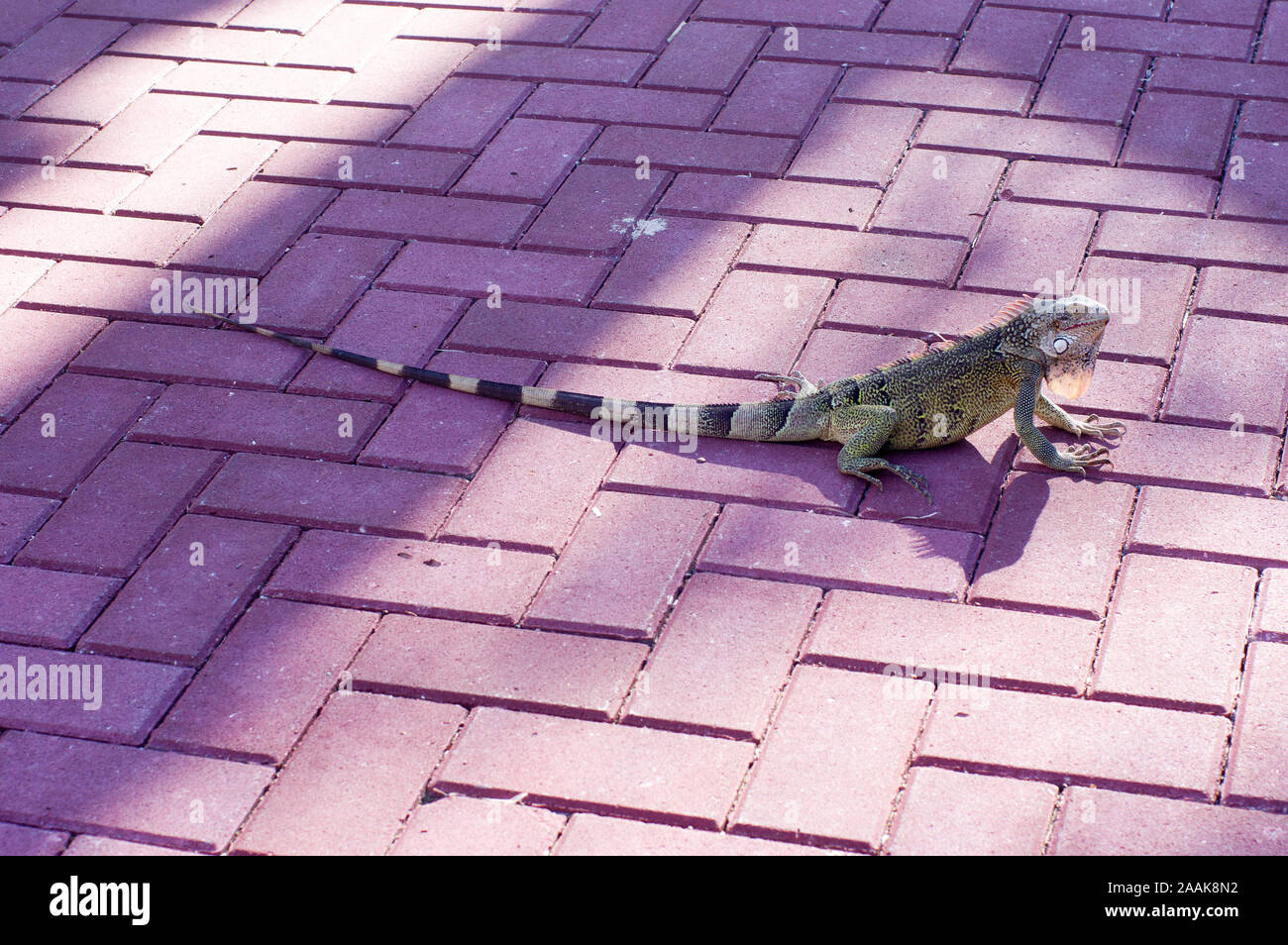 Big green lizard on the street at Curacao Stock Photo - Alamy