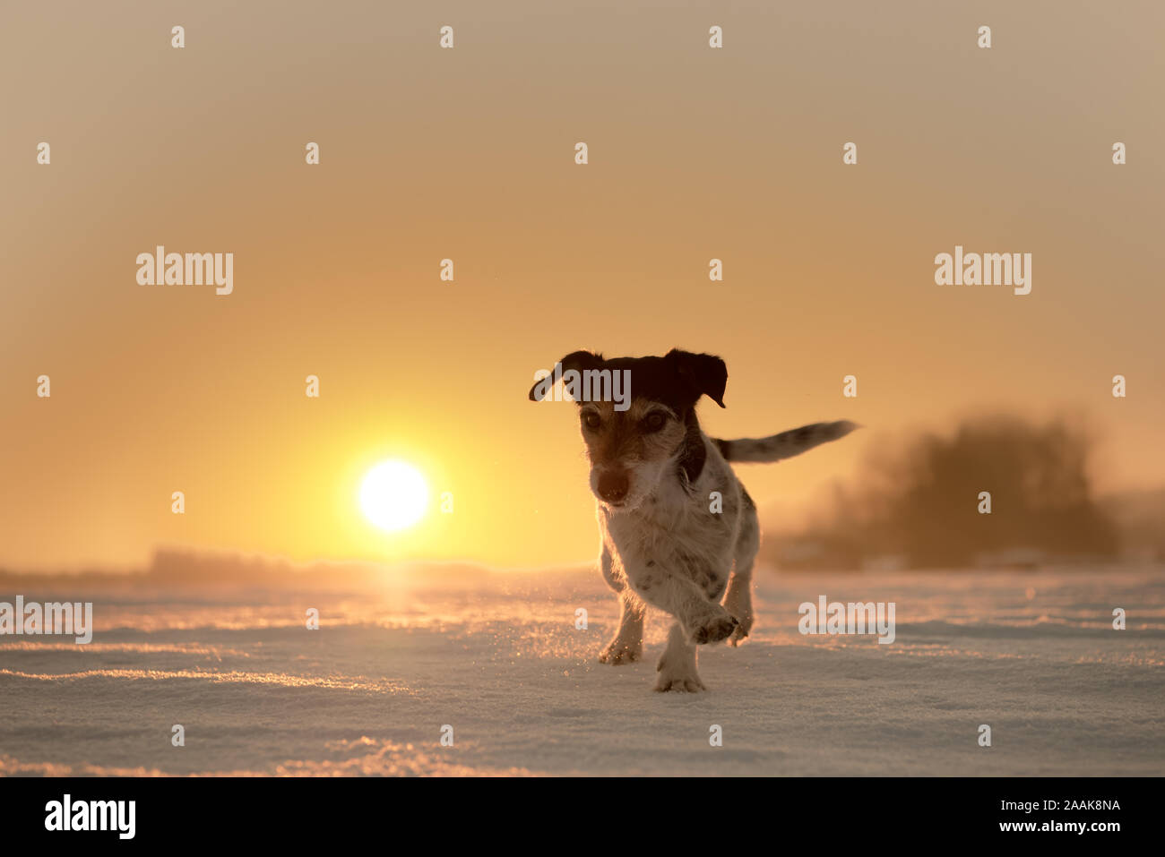 Dog is running in the sunset in evening. Cute small Jack Russell ...