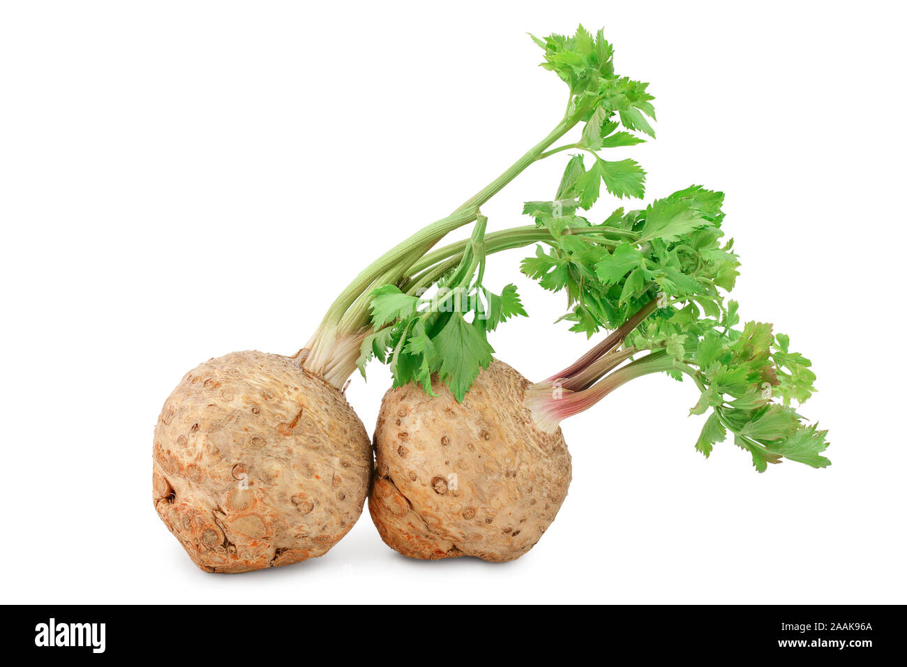 Fresh celery root with leaf isolated on white background Stock Photo ...