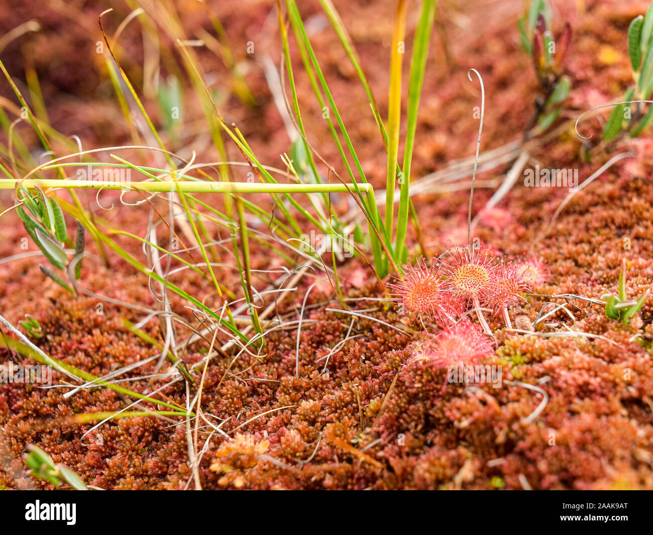 abstract fuzzy picture with a bog plant background Stock Photo - Alamy