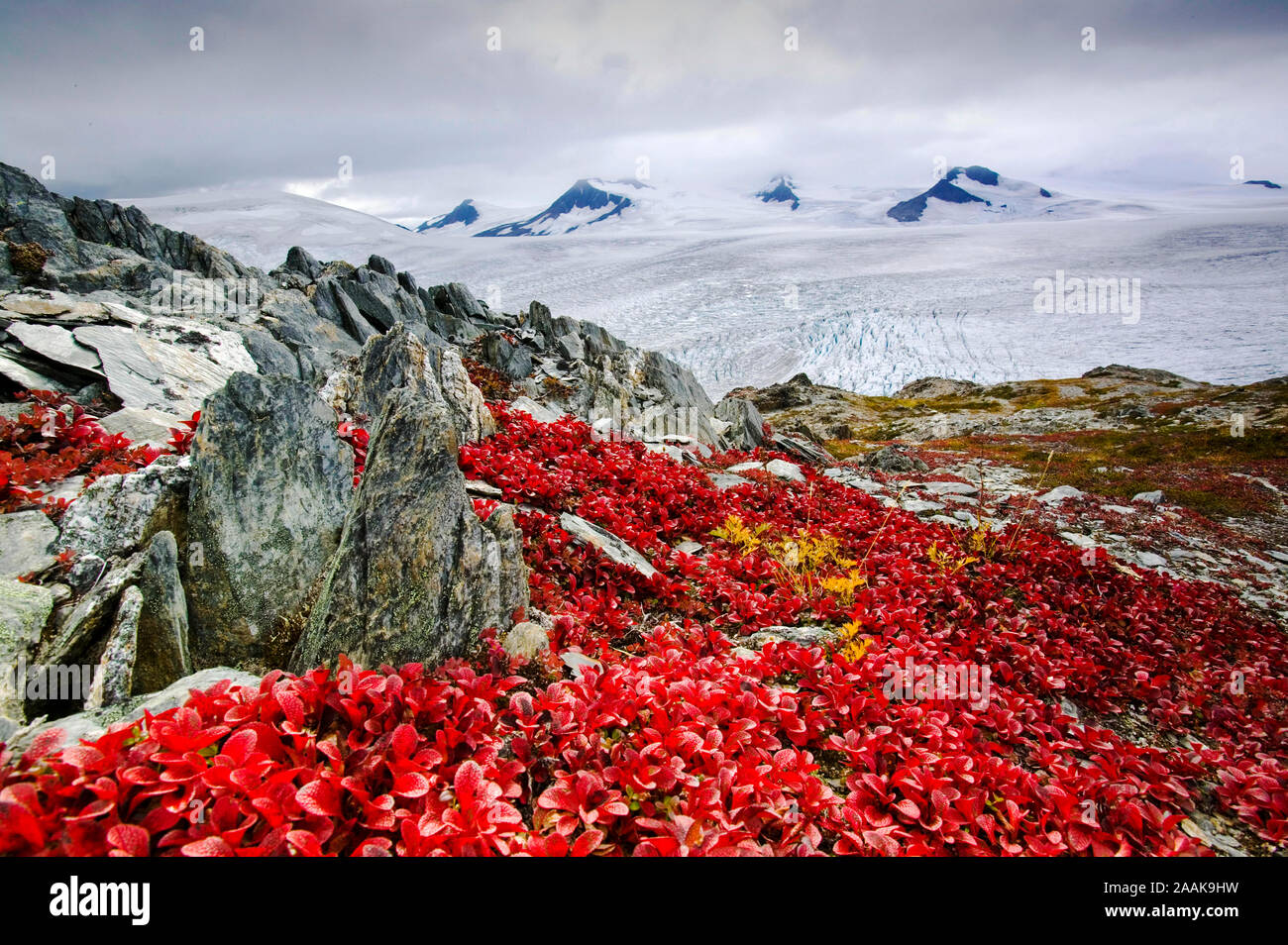 Alpine Bearberry in front of the Harding Ice field, Kenai Fjords ...