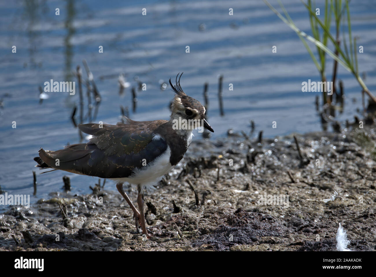 Lapwing also known as the Peewit Stock Photo - Alamy