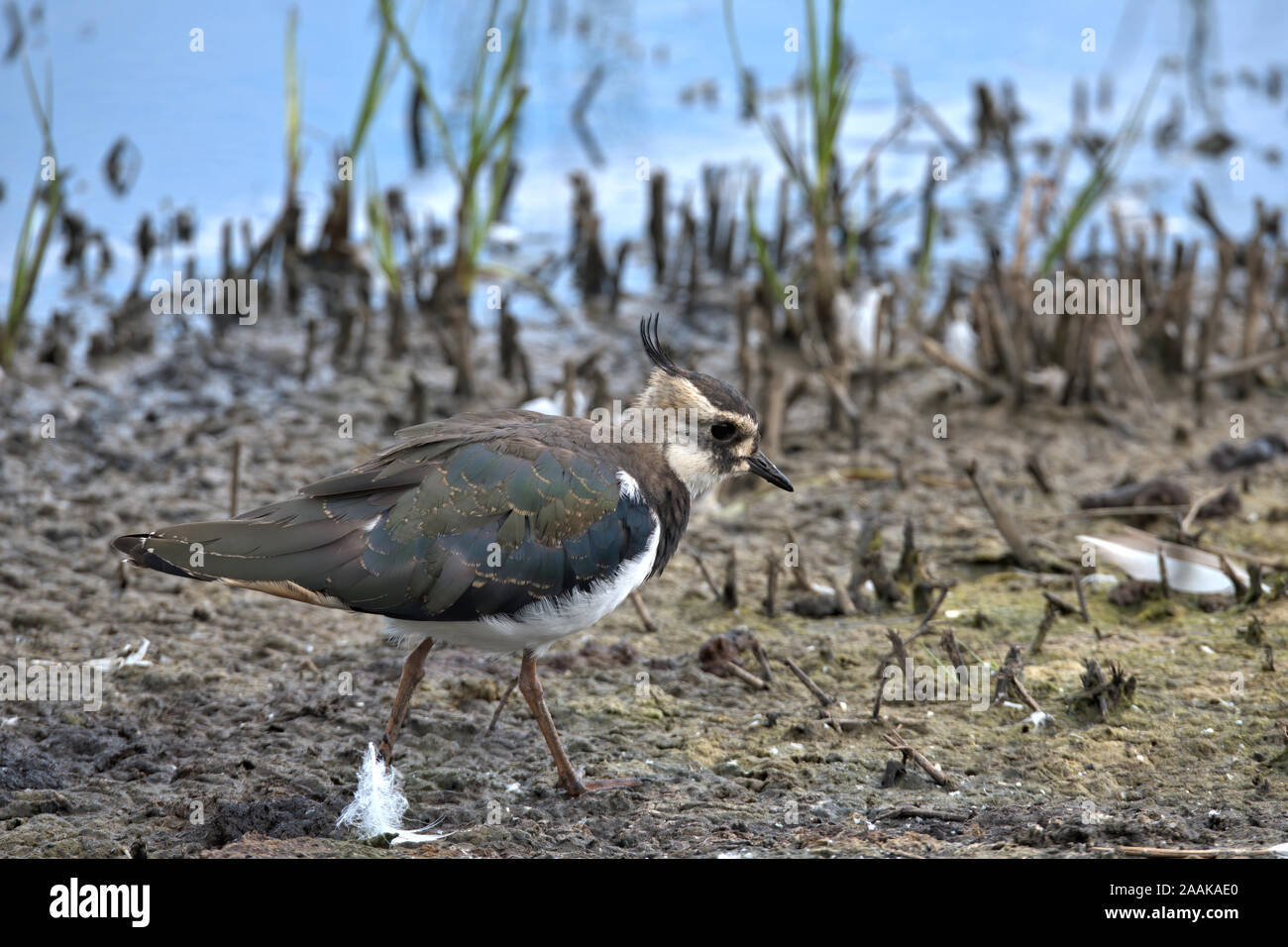 Lapwing peewit bird hi-res stock photography and images - Alamy
