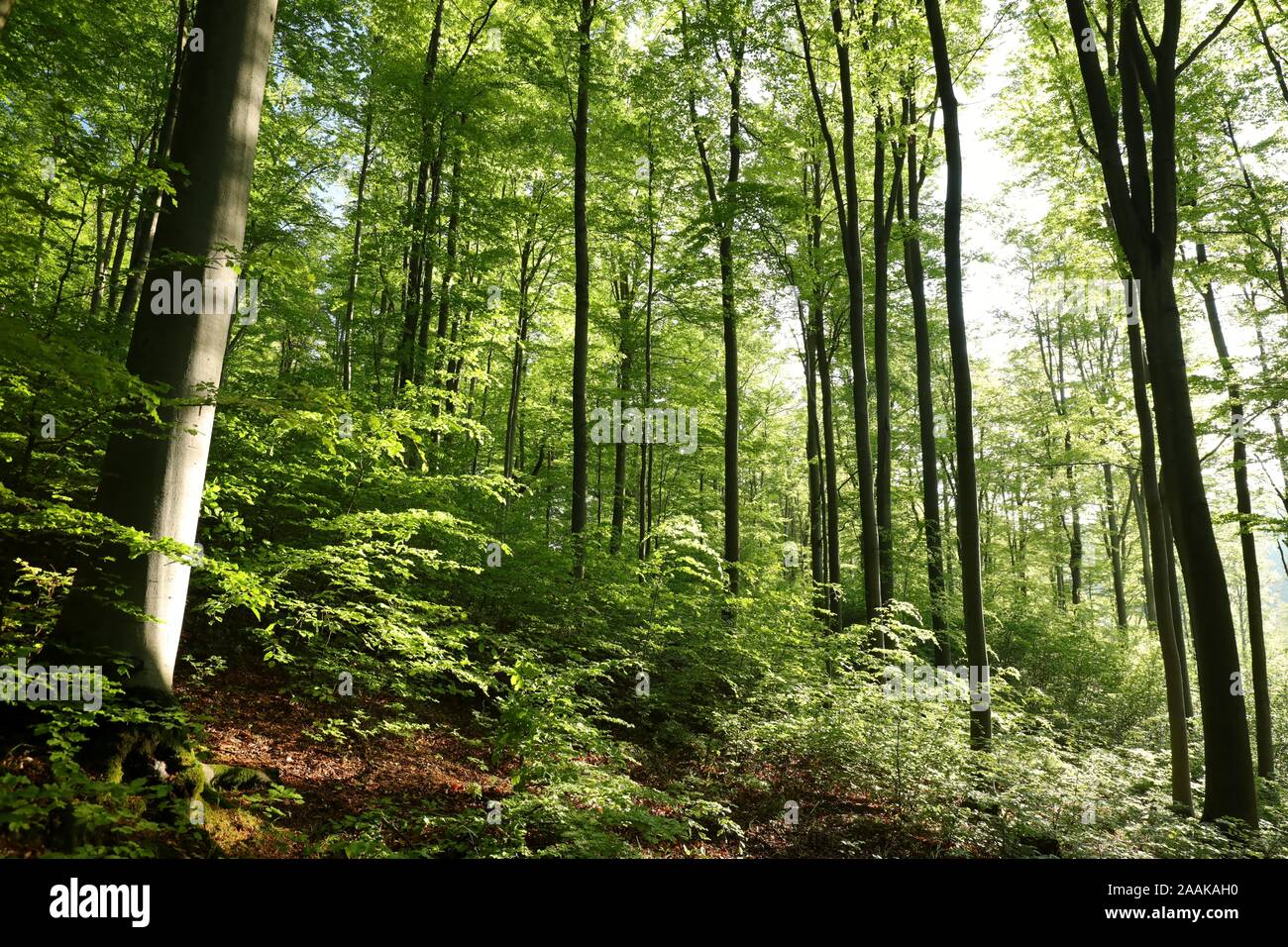 Spring beech forest in the sunshine Stock Photo - Alamy