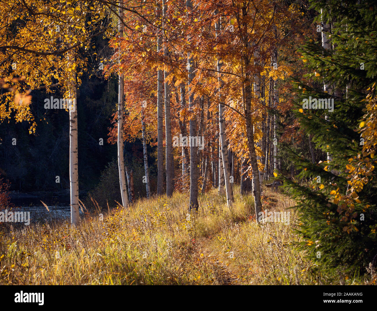 Colorful grove of trees along a river, riverside. Grass and colorful ...