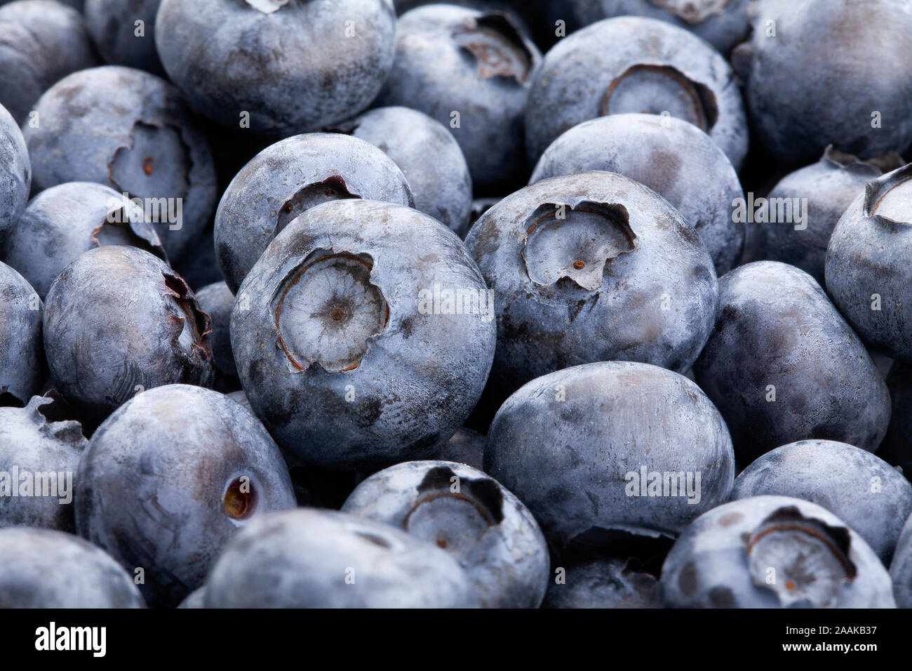 blueberry macro closeup focus detail Stock Photo - Alamy