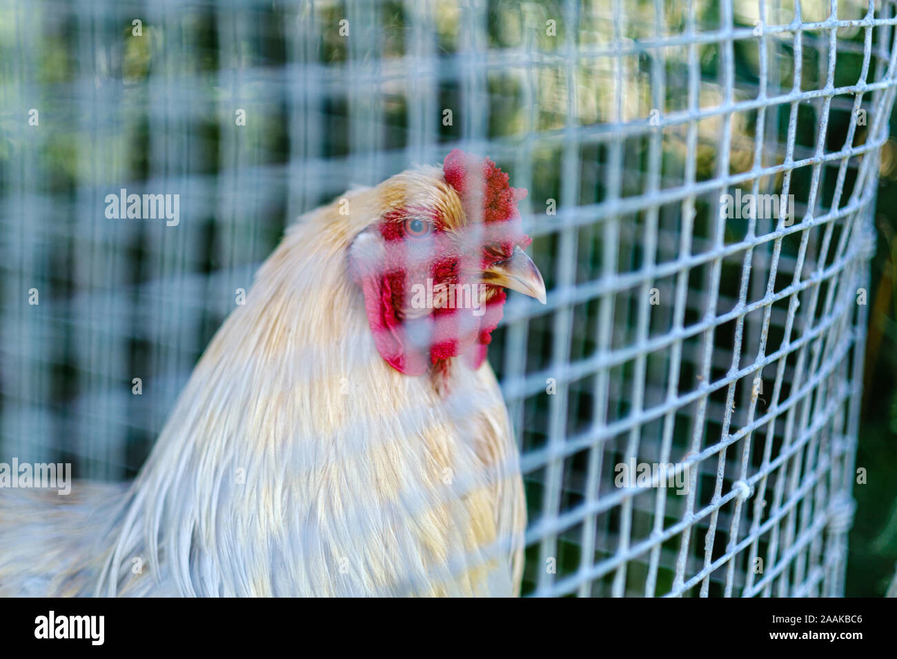 angry chicken behind bars in country garden Stock Photo - Alamy