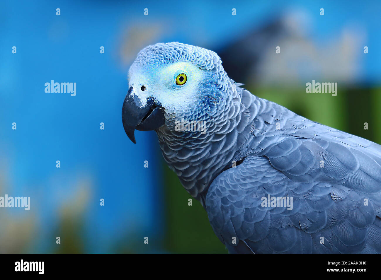 African parrot grey feather High Resolution Stock Photography and ...