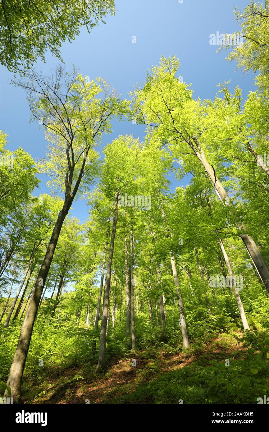 Grove of spring beech trees hi-res stock photography and images - Alamy