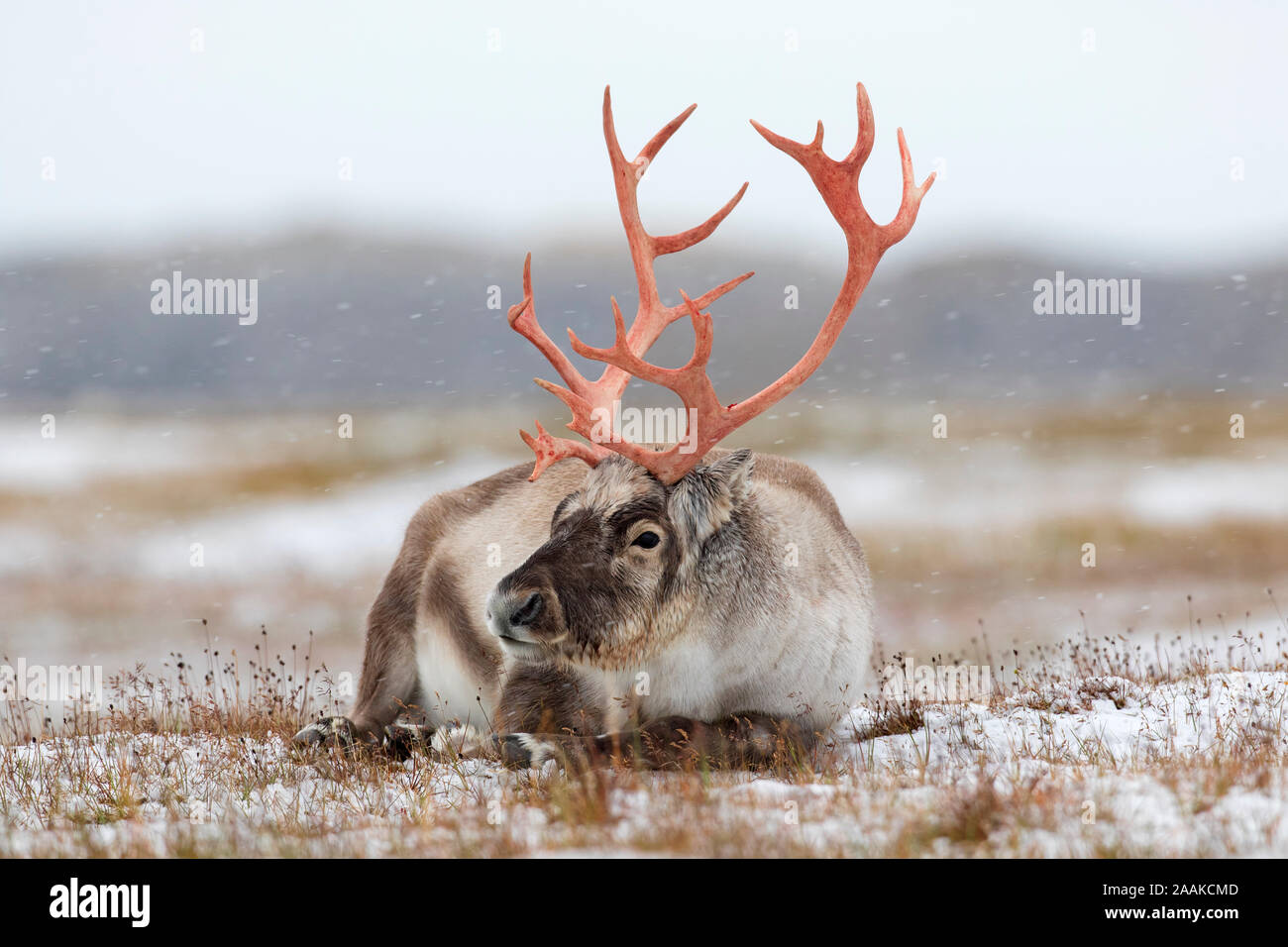Svalbard reindeer (Rangifer tarandus platyrhynchus) male / bull with ...