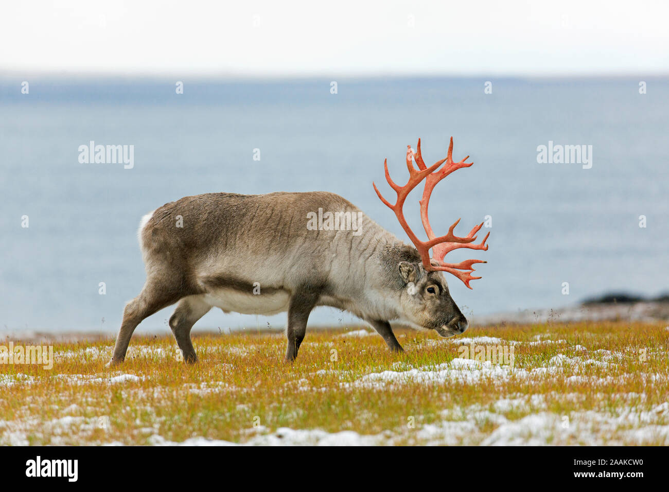Svalbard reindeer (Rangifer tarandus platyrhynchus) male / bull with ...