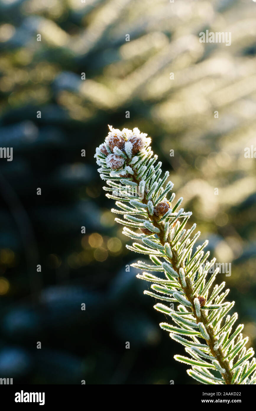 Small cones of a conifer tree hi-res stock photography and images - Alamy