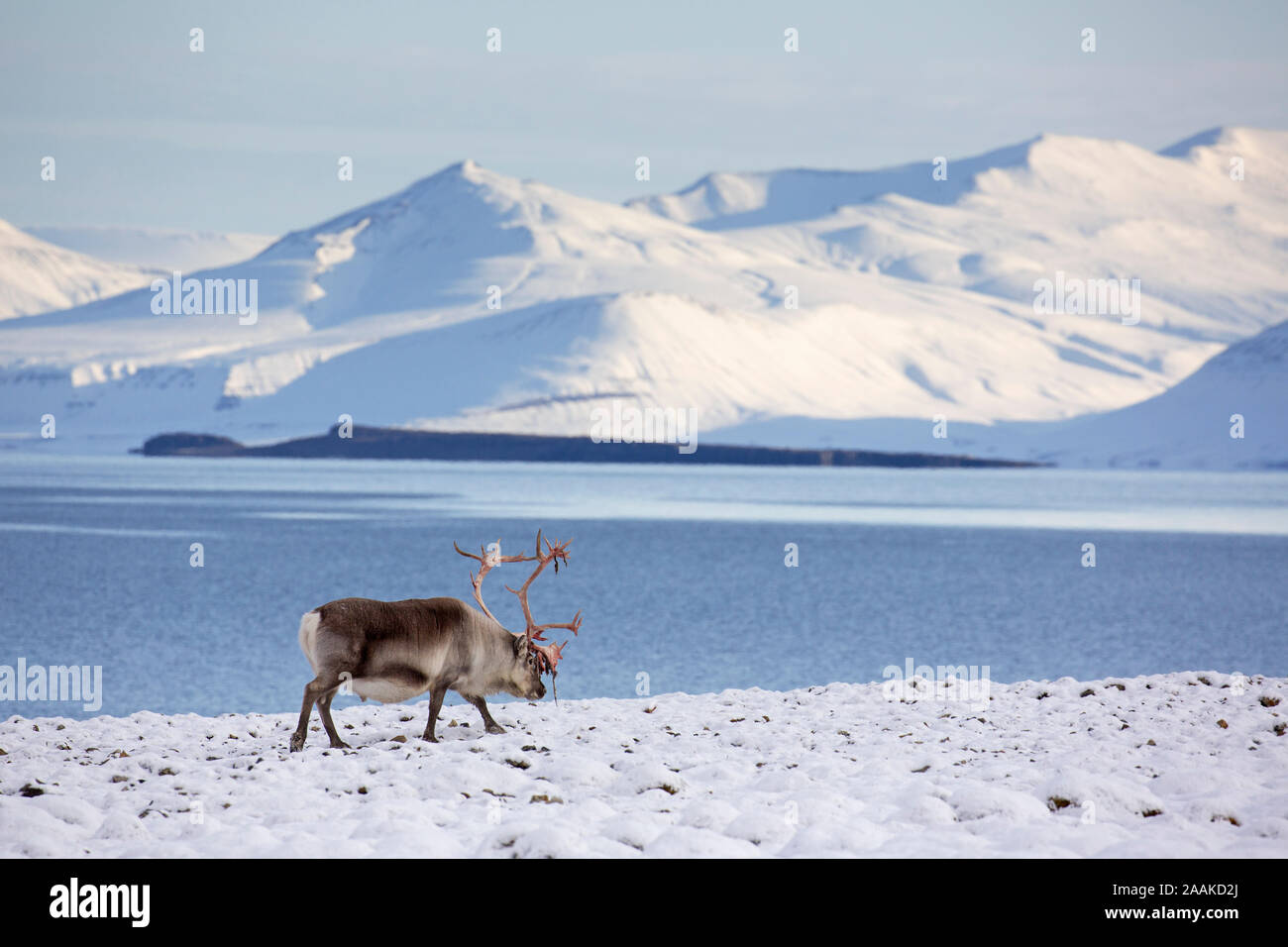 Svalbard reindeer (Rangifer tarandus platyrhynchus) male / bull with ...