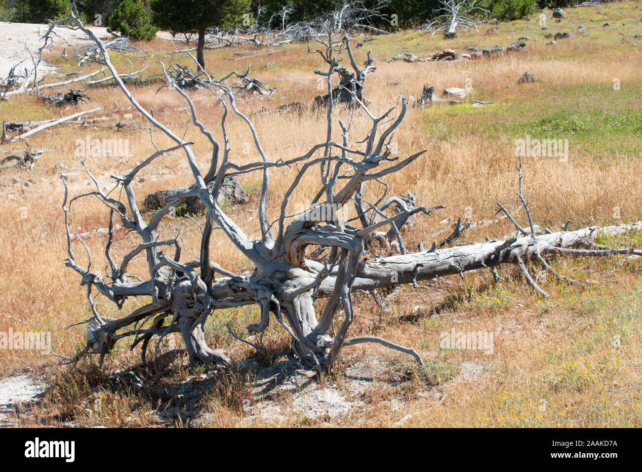 Petrified trees yellowstone hi-res stock photography and images - Alamy