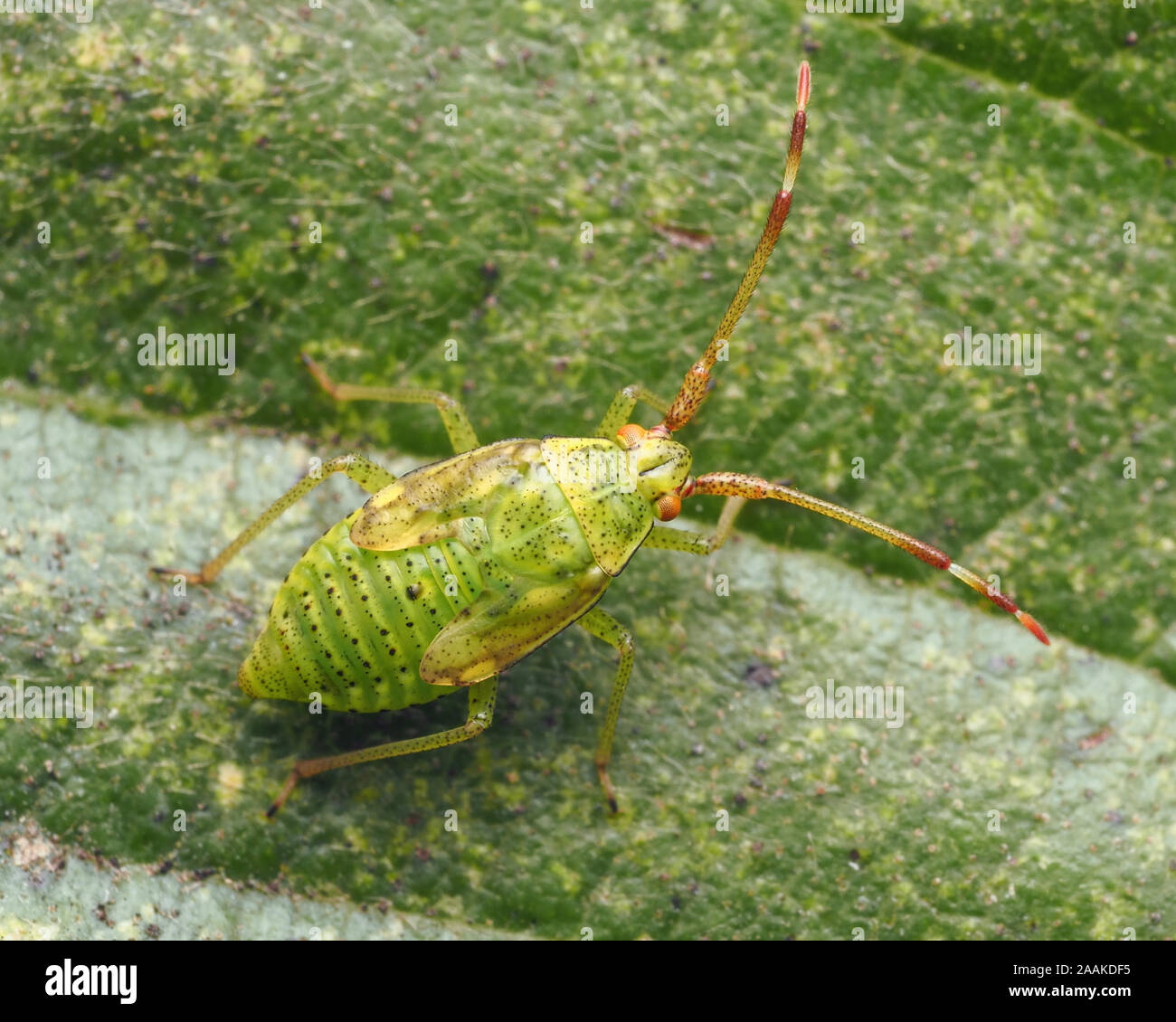 Dorsal view of Pantilius tunicatus nymph at rest on alder leaf ...