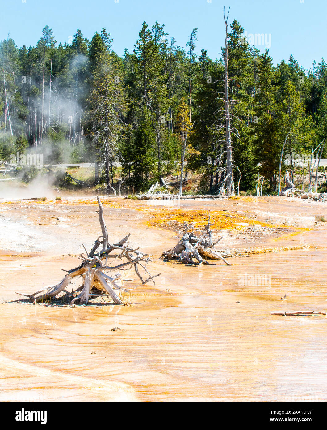 Petrified trees yellowstone hi-res stock photography and images - Alamy
