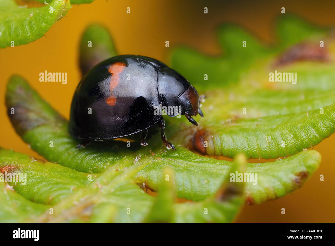 Chilocorus hi-res stock photography and images - Alamy