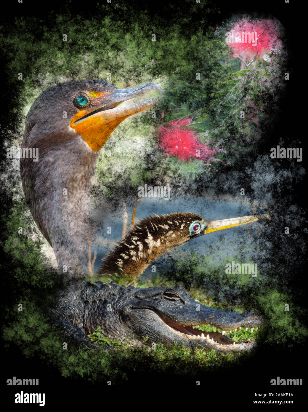Wildlife of the Everglades National Park - Image-Montage of Birds ...