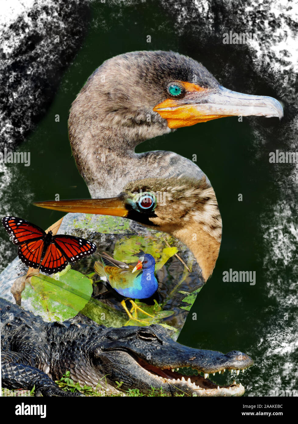Wildlife of the Everglades National Park - Image-Montage of Birds ...