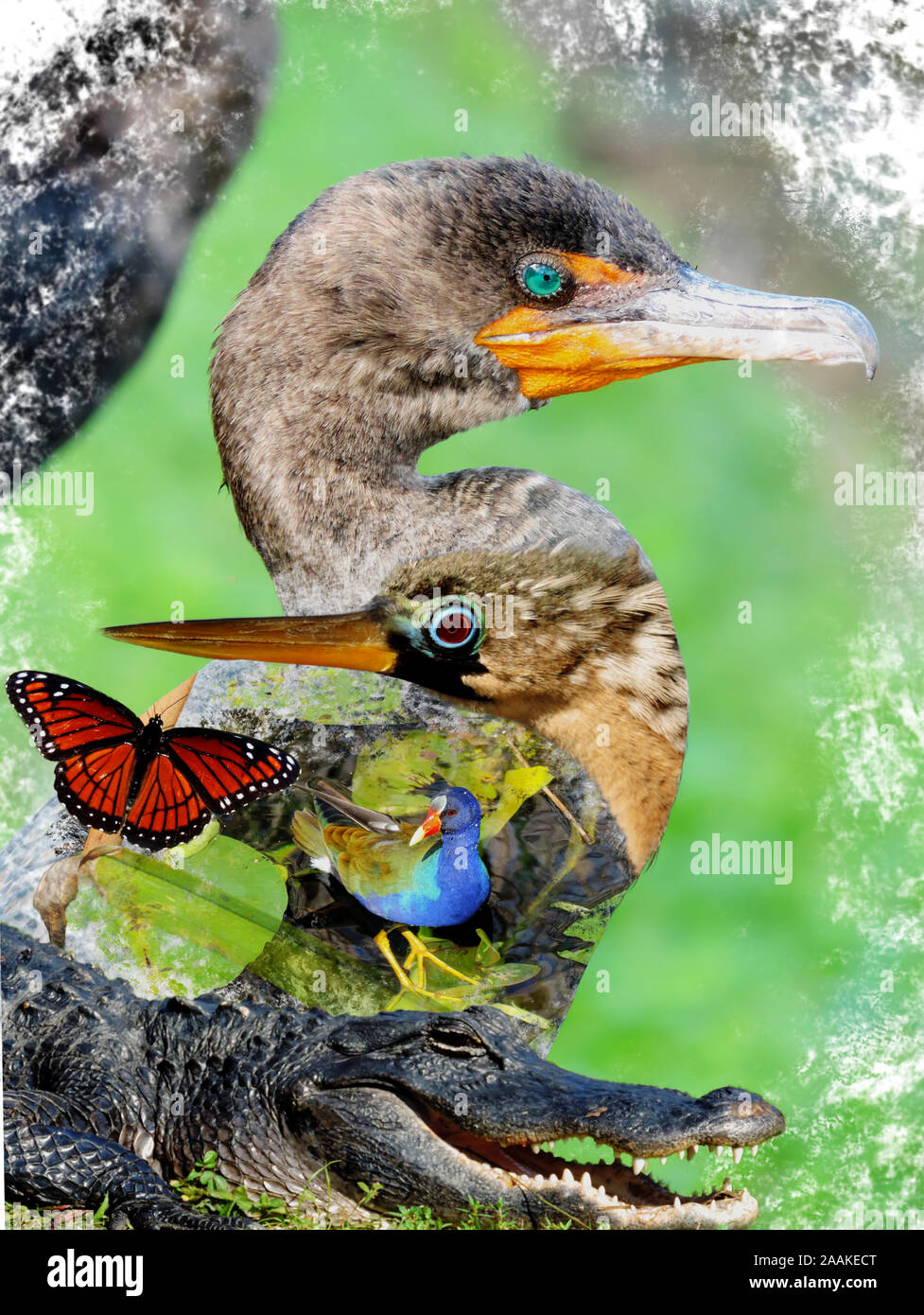 Wildlife of the Everglades National Park - Image-Montage of Birds ...