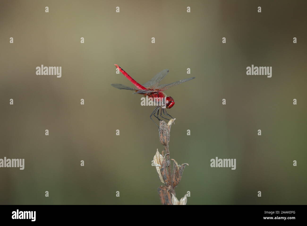 The scarlet skimmer or ruddy marsh skimmer, Crocothemis servilia, is a ...